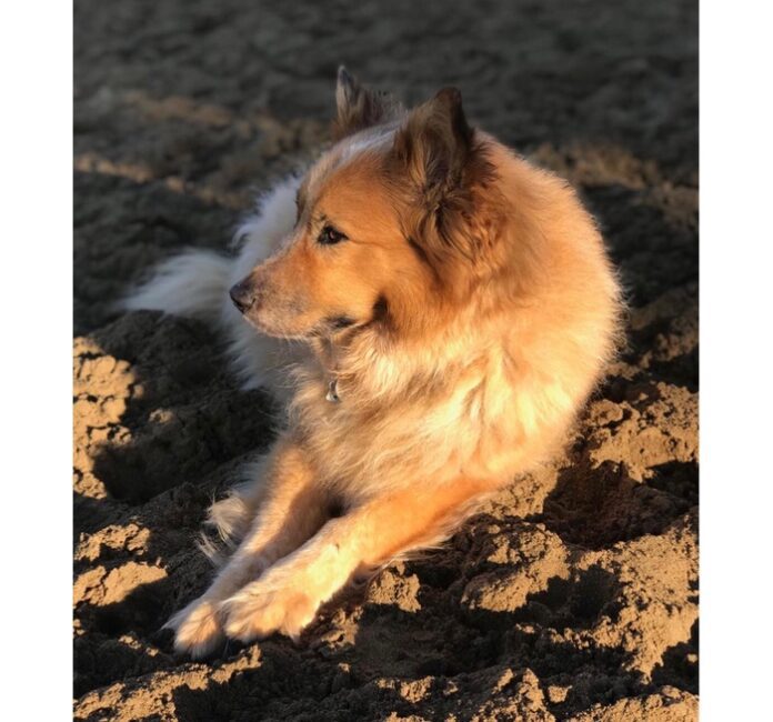Dog Meaning, Symbolism & the Dog Spirit Animal | UniGuide