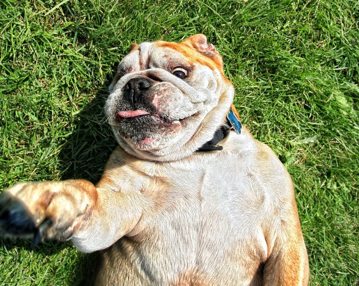 Dog Meaning, Symbolism & the Dog Spirit Animal | UniGuide