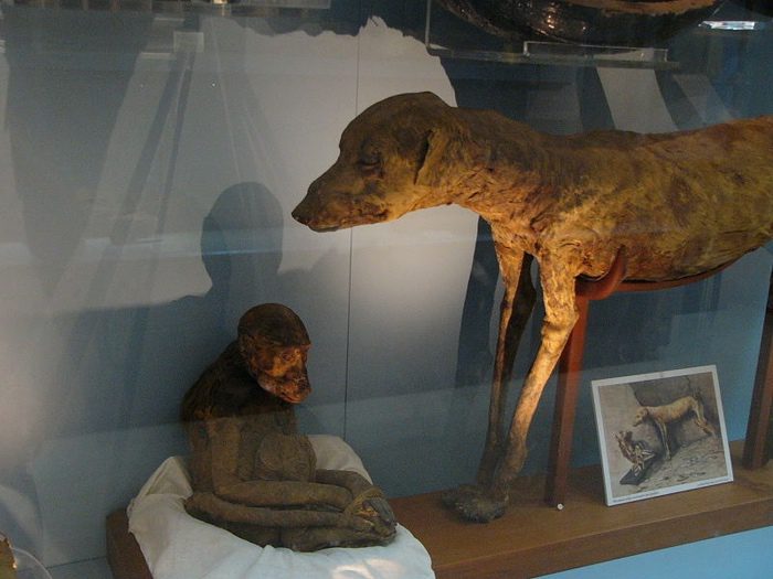 Dog Meaning, Symbolism & the Dog Spirit Animal | UniGuide