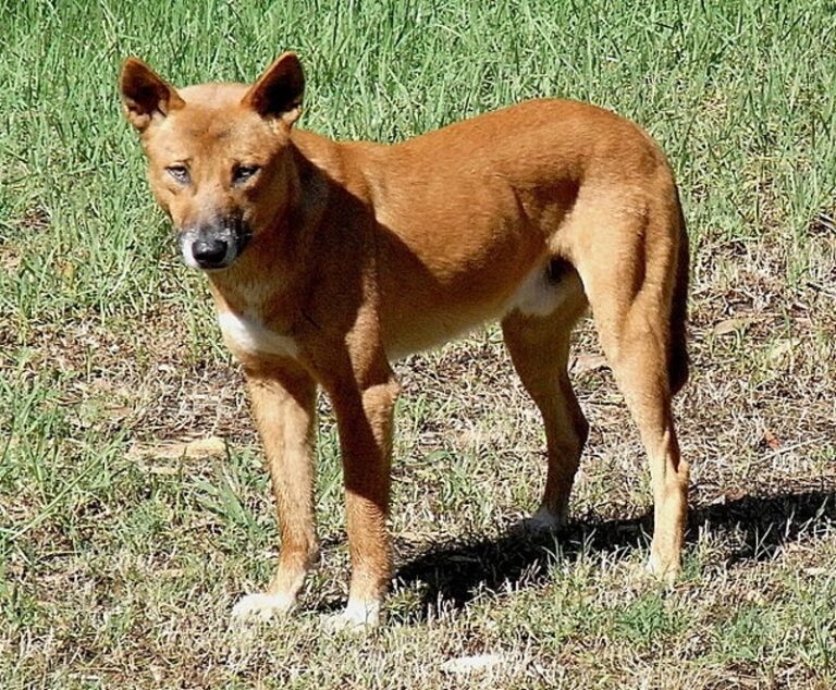 Dog Meaning, Symbolism & the Dog Spirit Animal | UniGuide