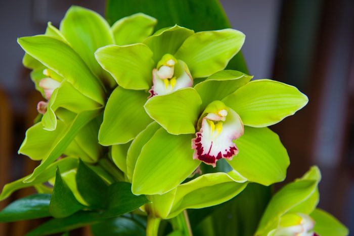 Orchid Meanings, Symbolism & Mythology + Orchid Uses | UniGuide