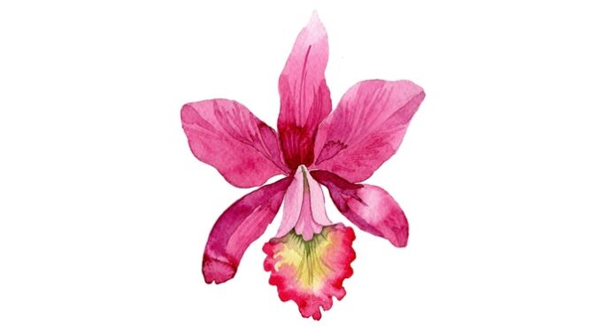 Orchid Meanings, Symbolism & Mythology + Orchid Uses | UniGuide