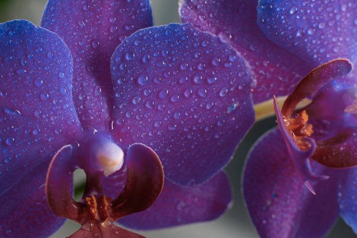 Orchid Meanings, Symbolism & Mythology + Orchid Uses | UniGuide