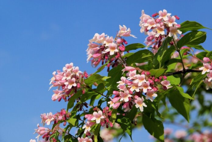 Jasmine Flower Meanings, Folklore & Uses | UniGuide