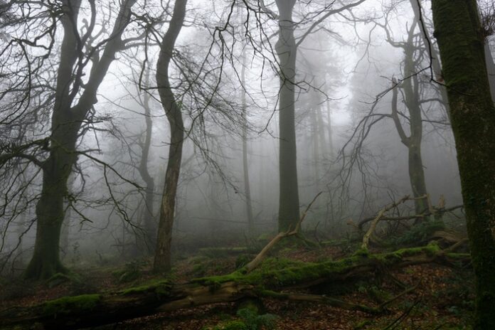 12 Enchanted Forests in Mythology and Folklore | UniGuide