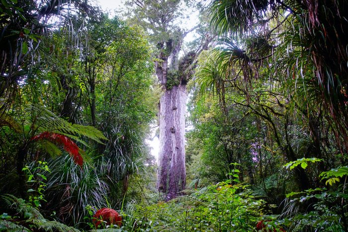 12 Enchanted Forests in Mythology and Folklore | UniGuide