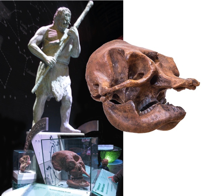 Elephant Skull Cyclops