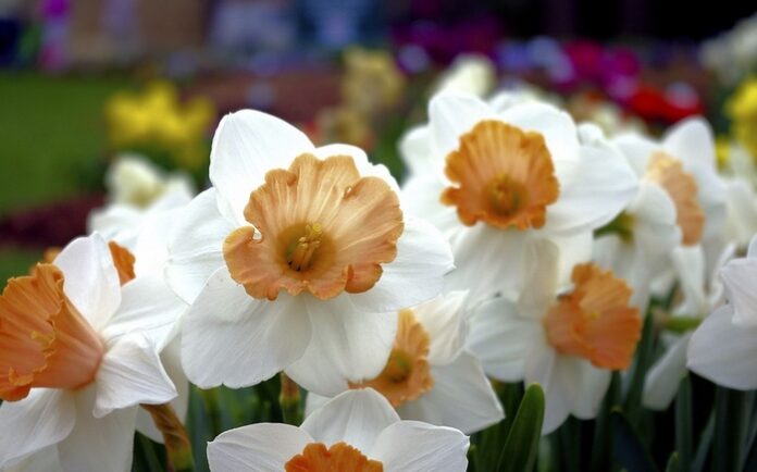 Narcissus Flower Meanings, Symbolism, and Mythology | UniGuide