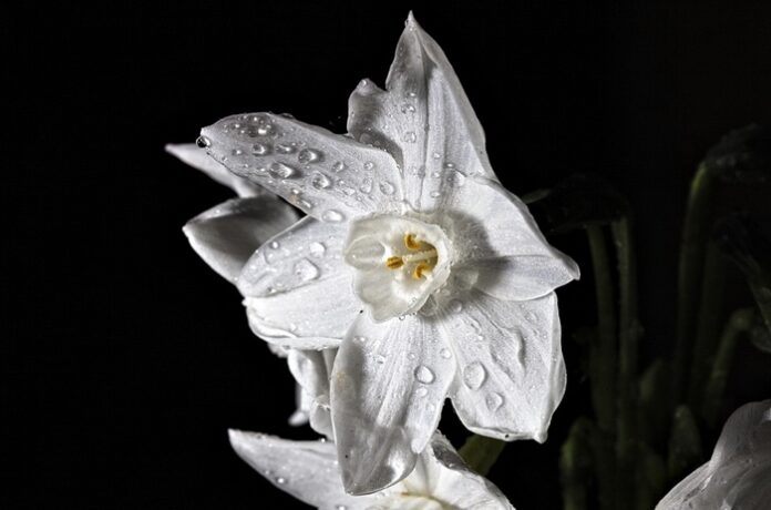 Narcissus Flower Meanings, Symbolism, and Mythology | UniGuide