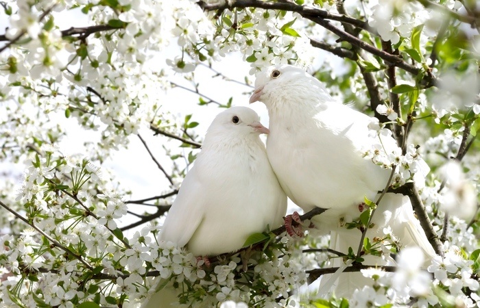 Dove Symbolism & Meaning & the Dove Spirit Animal