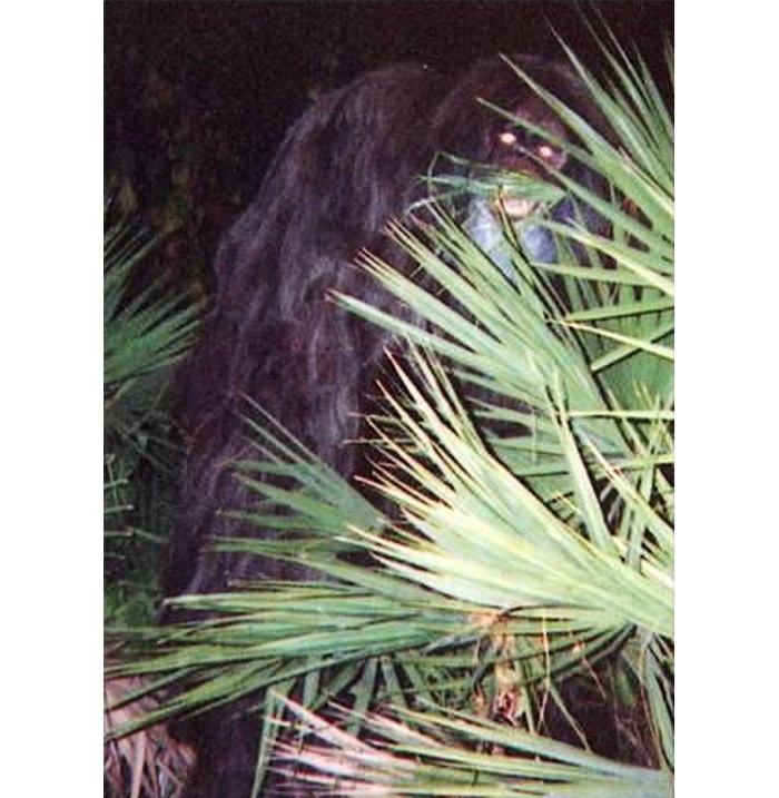 Bigfoot & Sasquatch: History, Sightings, Legends & Symbolism