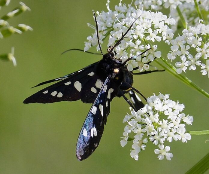 Moth Symbolism & Meaning & the Moth Spirit Animal | UniGuide