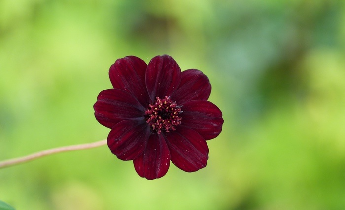 Cosmos Flower Meanings, Symbolism & Uses | UniGuide