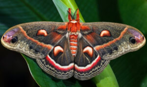 Moth Symbolism & Meaning & the Moth Spirit Animal | UniGuide