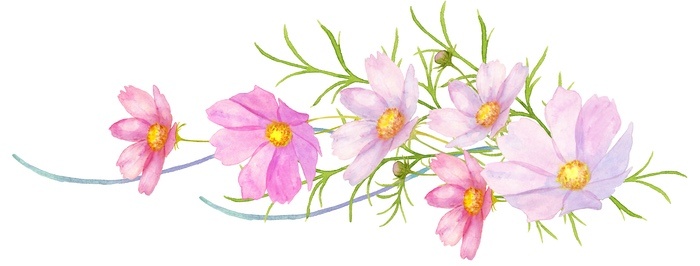 Cosmos Flower Meanings, Symbolism & Uses | UniGuide