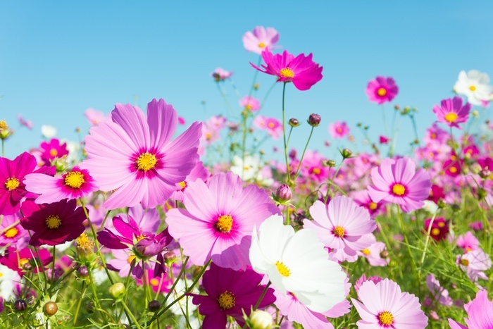 Cosmos Flower Meanings, Symbolism & Uses | UniGuide