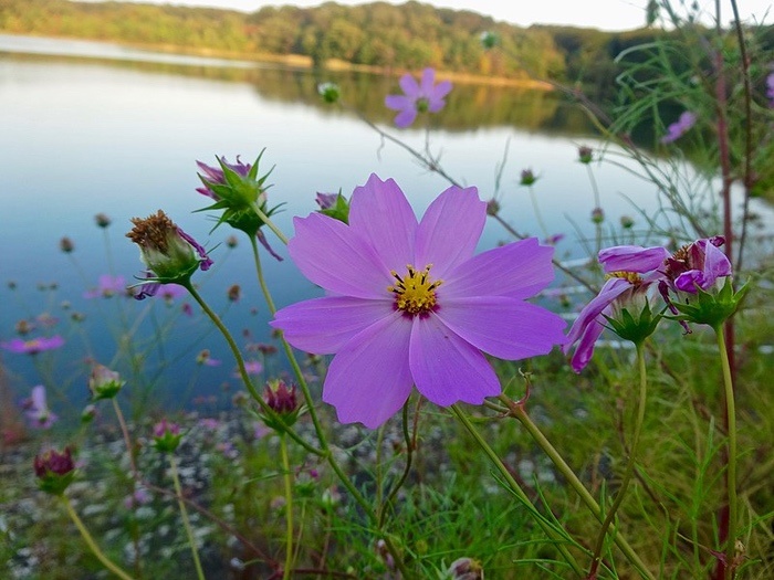 Cosmos Flower Meanings, Symbolism & Uses | UniGuide