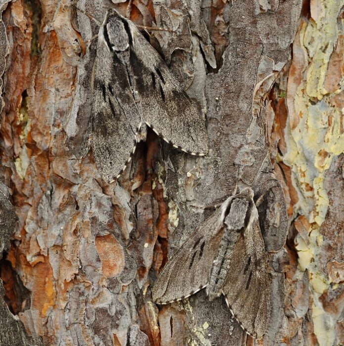 Moth Symbolism & Meaning & the Moth Spirit Animal | UniGuide