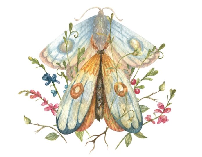Moth Symbolism & Meaning & the Moth Spirit Animal | UniGuide