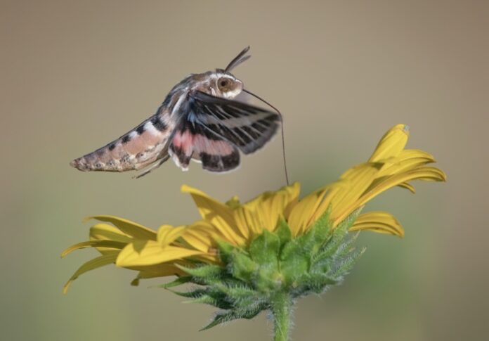 Moth Symbolism & Meaning & the Moth Spirit Animal | UniGuide