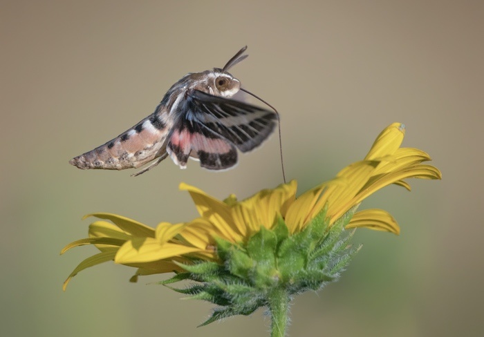 Moth Symbolism & Meaning & the Moth Spirit Animal | UniGuide