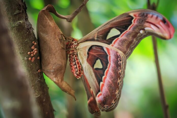 Moth Symbolism & Meaning & the Moth Spirit Animal | UniGuide