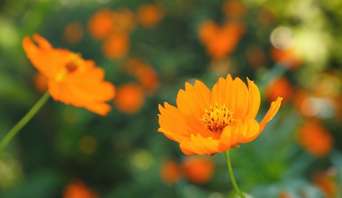 Cosmos Flower Meanings, Symbolism & Uses | UniGuide