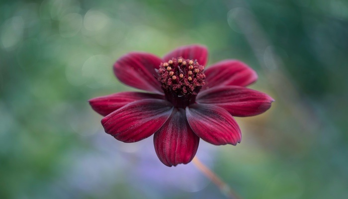 Cosmos Flower Meanings, Symbolism & Uses | UniGuide