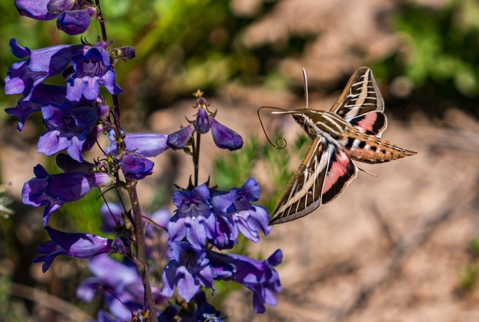 Moth Symbolism & Meaning & the Moth Spirit Animal | UniGuide