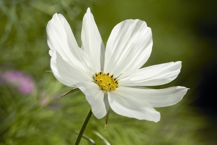 Cosmos Flower Meanings, Symbolism & Uses | UniGuide