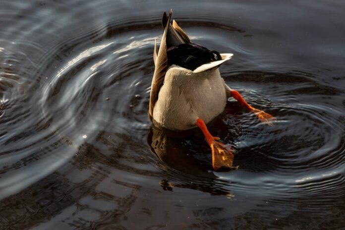 Duck Meaning and Symbolism and the Duck Spirit Animal