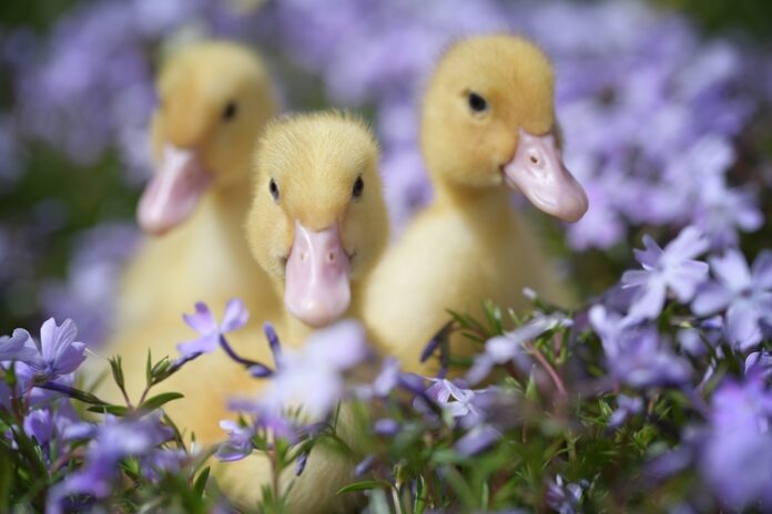 Duck Meaning and Symbolism and the Duck Spirit Animal