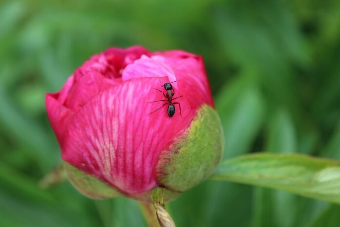 Peony Meaning & Symbolism + Peony Uses & Care | UniGuide
