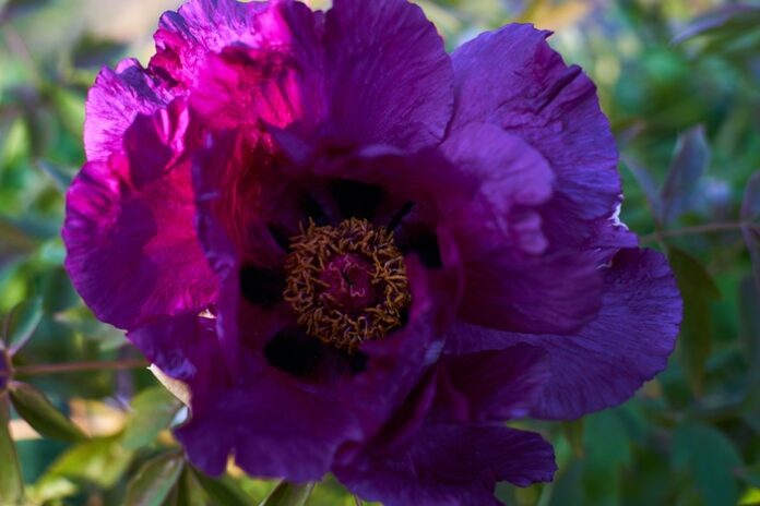 Peony Meaning & Symbolism + Peony Uses & Care | UniGuide