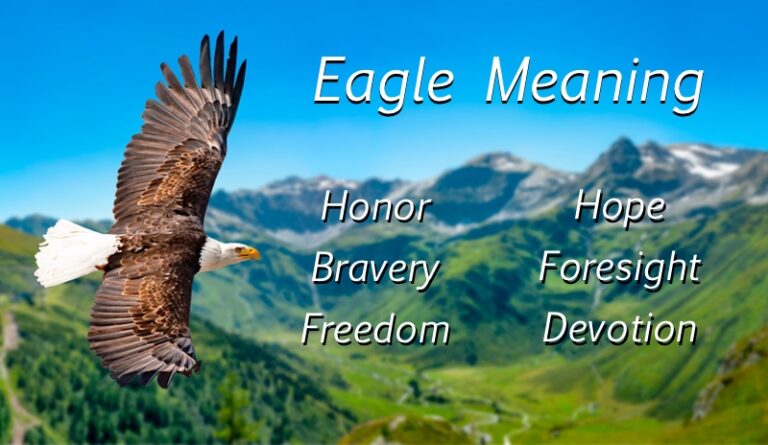 Eagle Meaning and Symbolism and the Eagle Spirit Animal