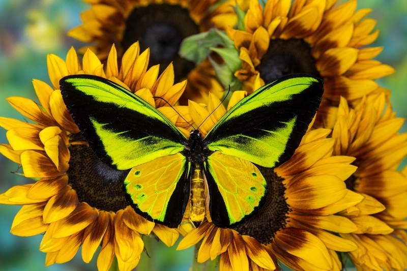 21 Yellow Butterfly Meanings: Spiritual, Love, Money & Health