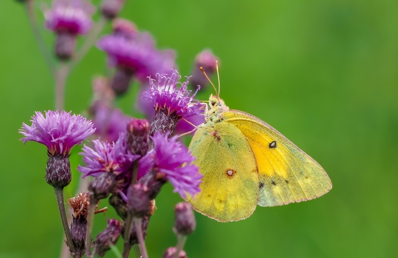 21 Yellow Butterfly Meanings: Spiritual, Love, Money & Health