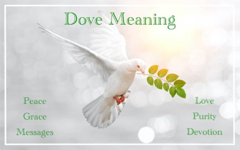 Dove Symbolism & Meaning & the Dove Spirit Animal