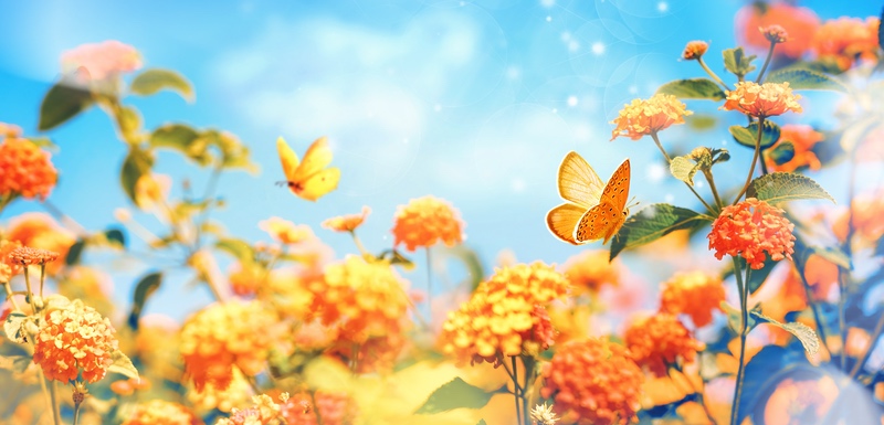 19 Orange Butterfly Meanings | UniGuide