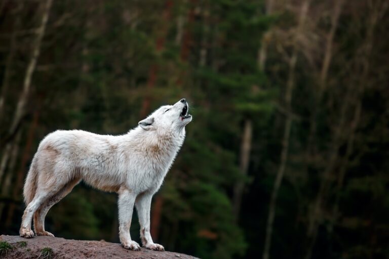 16 White Wolf Meanings: Symbolism, Dreams & Legends UniGuide