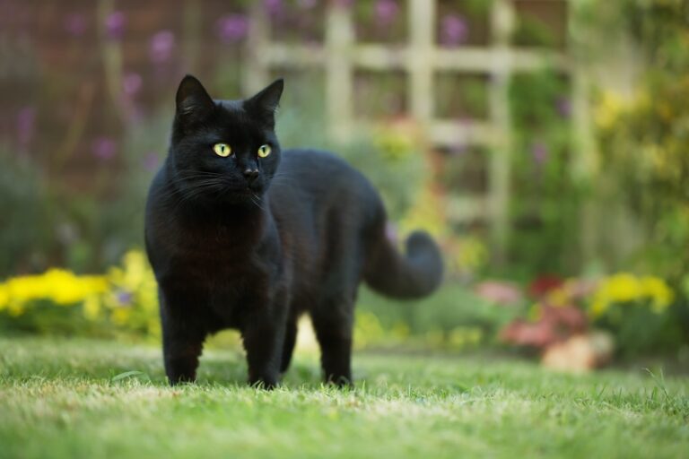 17 Black Cat Meaning & Symbolism Examples | UniGuide