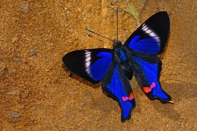 🦋17 Blue Butterfly Meanings: What Do They Symbolize?