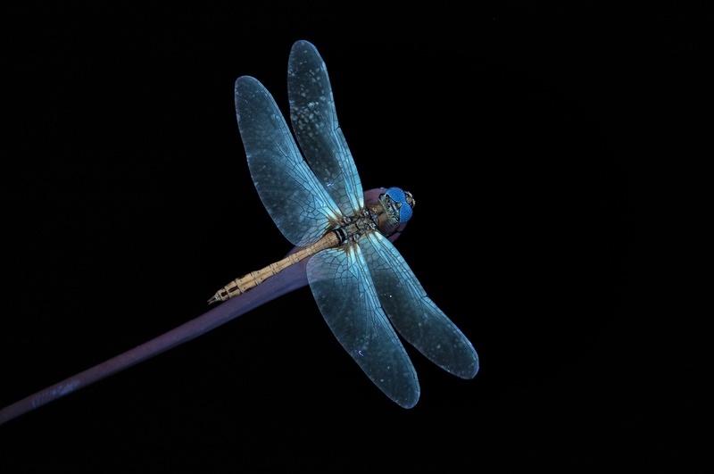 16 Blue Dragonfly Meanings: What Do They Symbolize? | UniGuide