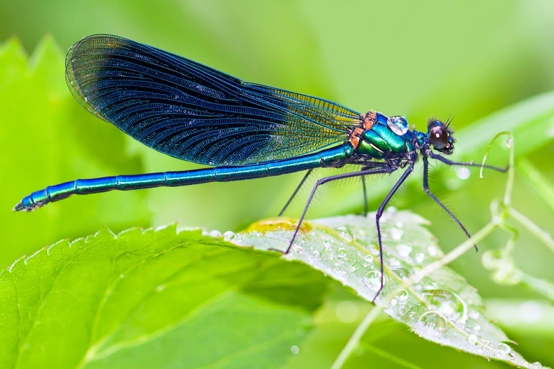 16 Blue Dragonfly Meanings: What Do They Symbolize? | UniGuide