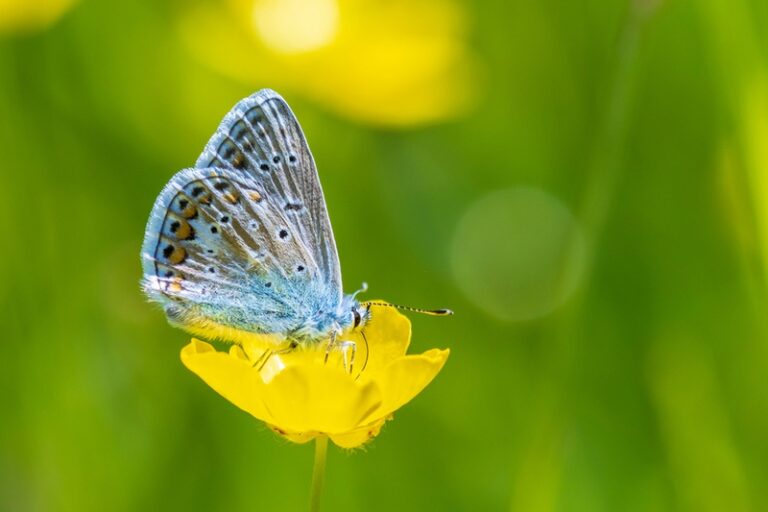 🦋17 Blue Butterfly Meanings: What Do They Symbolize?