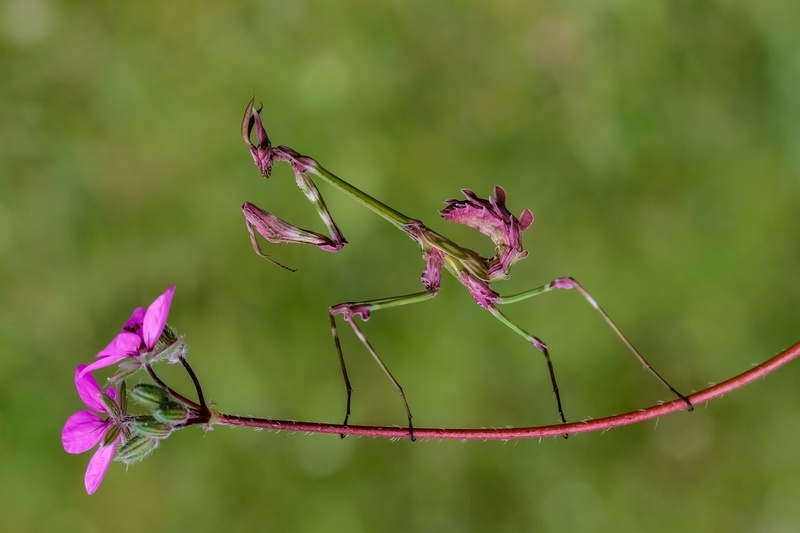 Praying Mantis Meaning, Symbolism & Spirit Animal