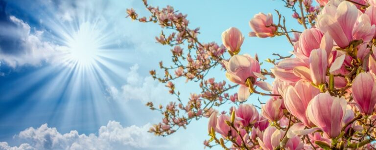15 Magnolia Meanings: Symbolism of the Flower and Tree