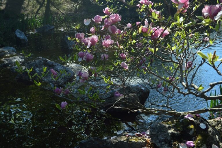 15 Magnolia Meanings: Symbolism of the Flower and Tree