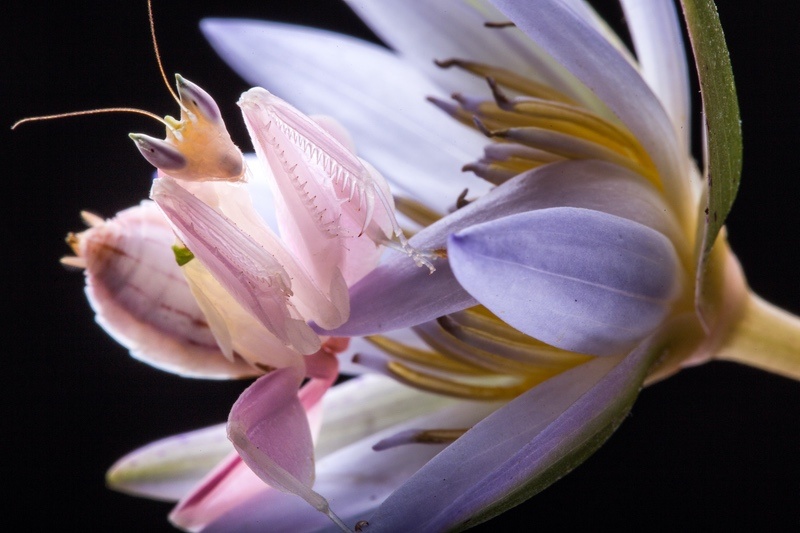 Praying Mantis Meaning, Symbolism & Spirit Animal