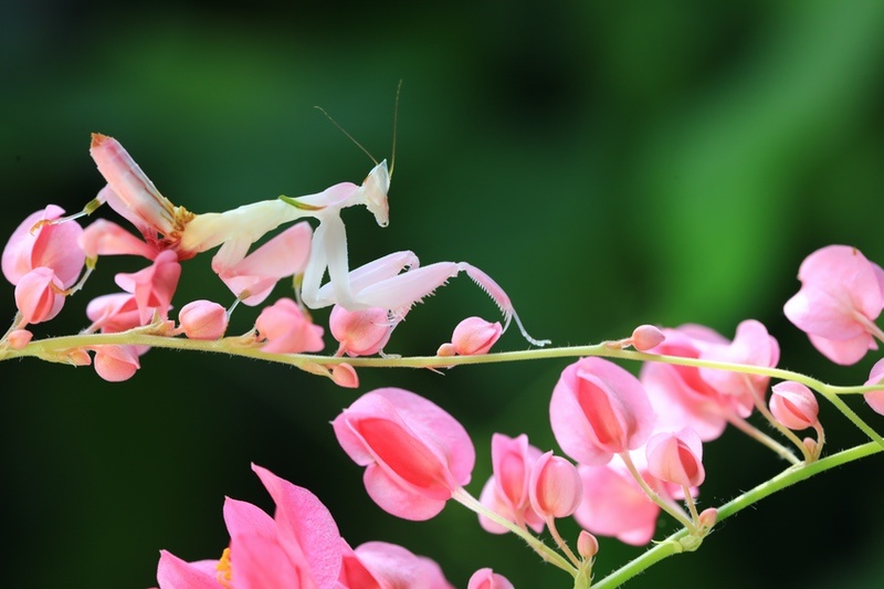 Praying Mantis Meaning, Symbolism & Spirit Animal